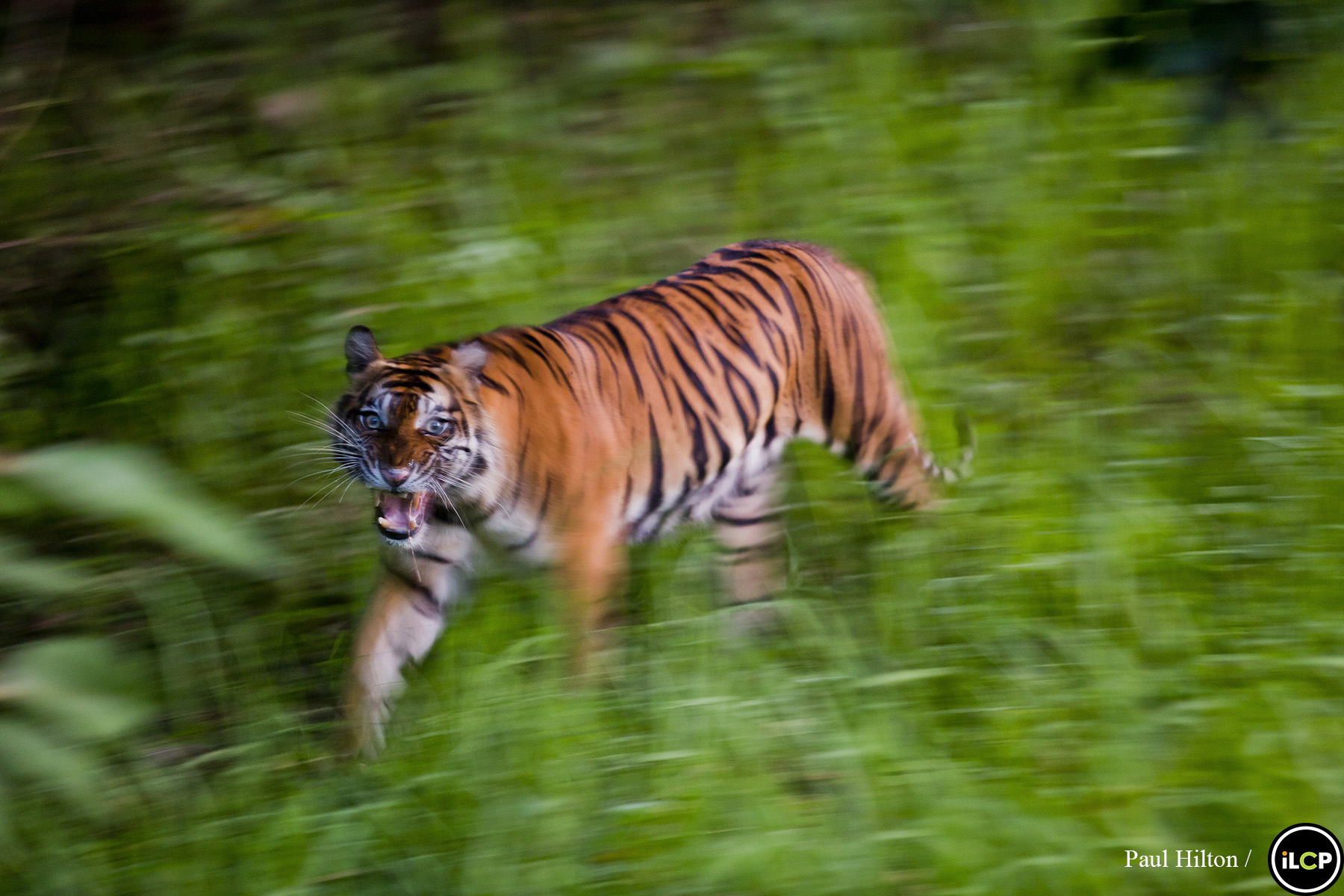 International League of Conservation Photographers ( » News from the ...