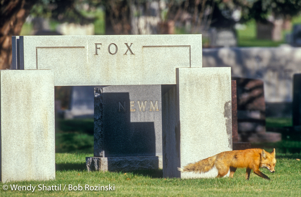 International League of Conservation Photographers ( » 1Frame4Nature ...