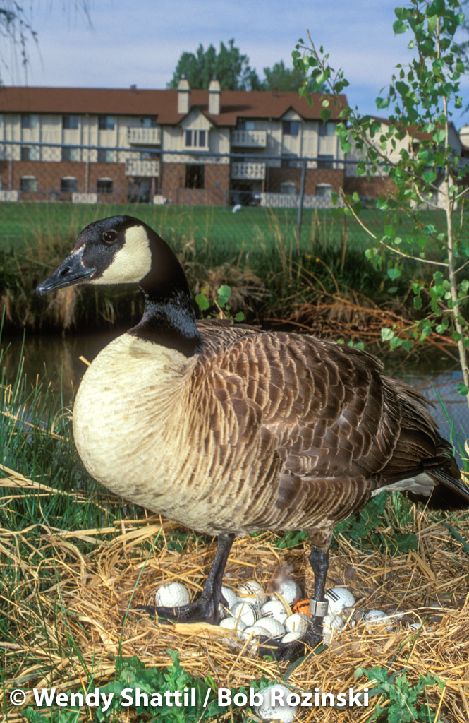 International League of Conservation Photographers ( » 1Frame4Nature ...