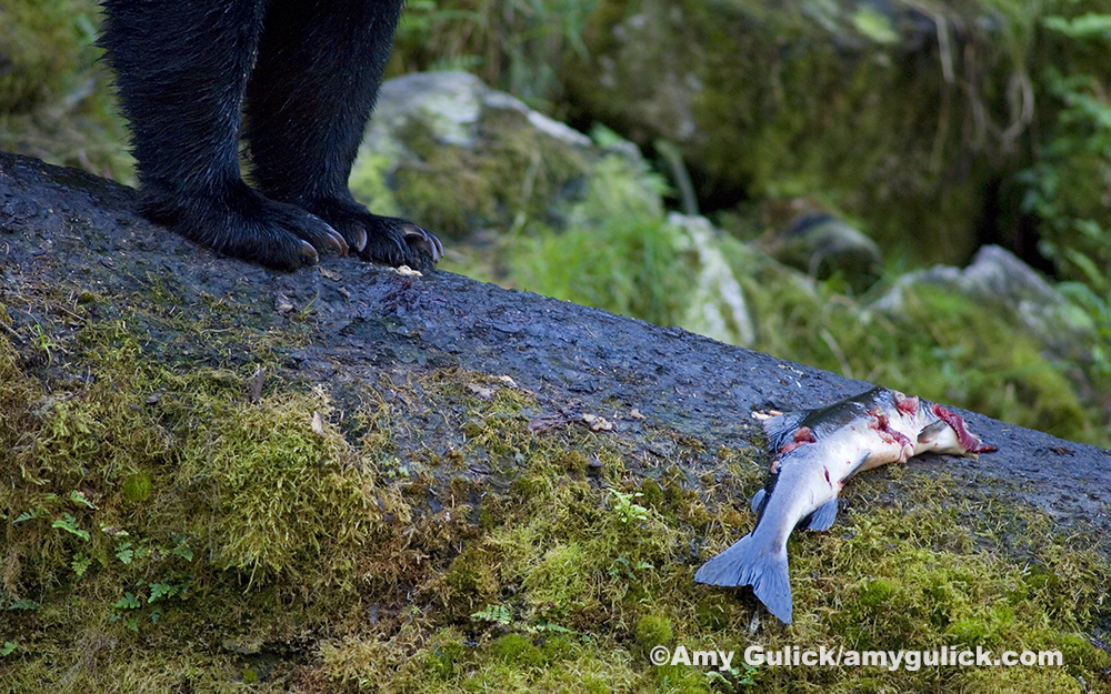 International League of Conservation Photographers ( » 1Frame4Nature ...