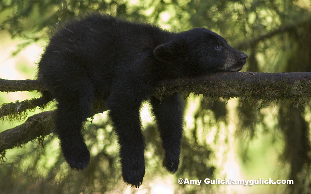 International League of Conservation Photographers ( » 1Frame4Nature ...