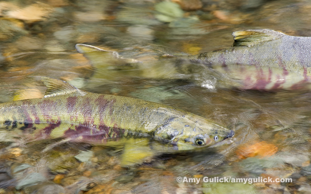 International League of Conservation Photographers ( » 1Frame4Nature ...