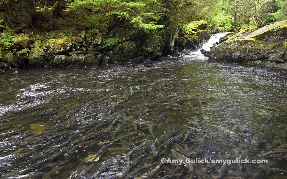 International League of Conservation Photographers ( » 1Frame4Nature ...