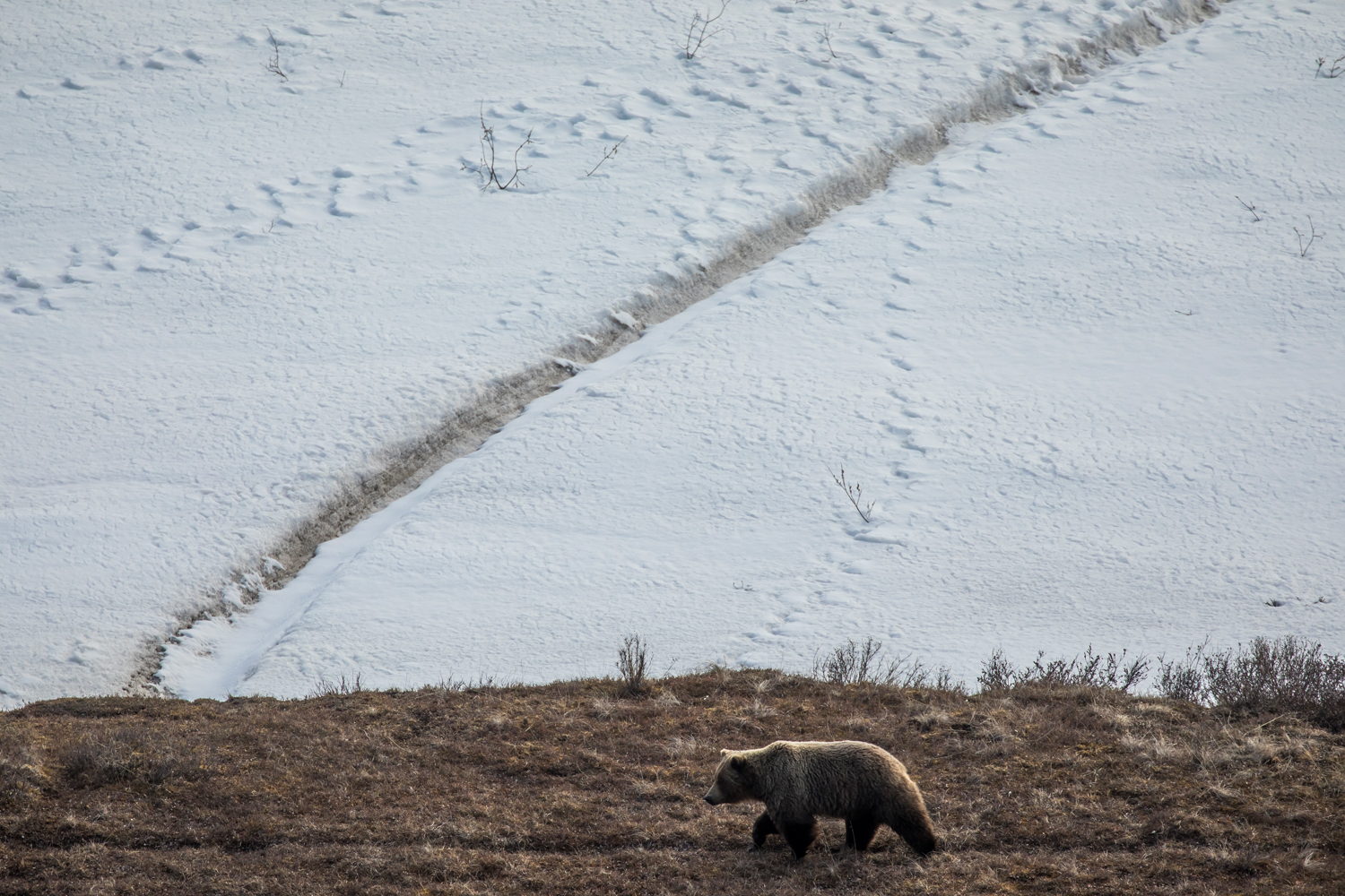 International League of Conservation Photographers ( » Caribou Calving ...